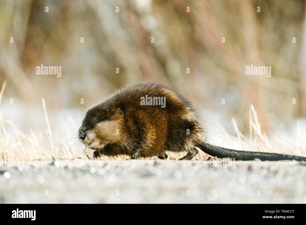 Closeup side view of a muskrat chewing on a stick Stock Photo - Alamy