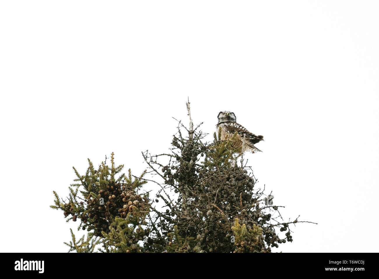 Owl on top of a tree hi-res stock photography and images - Alamy