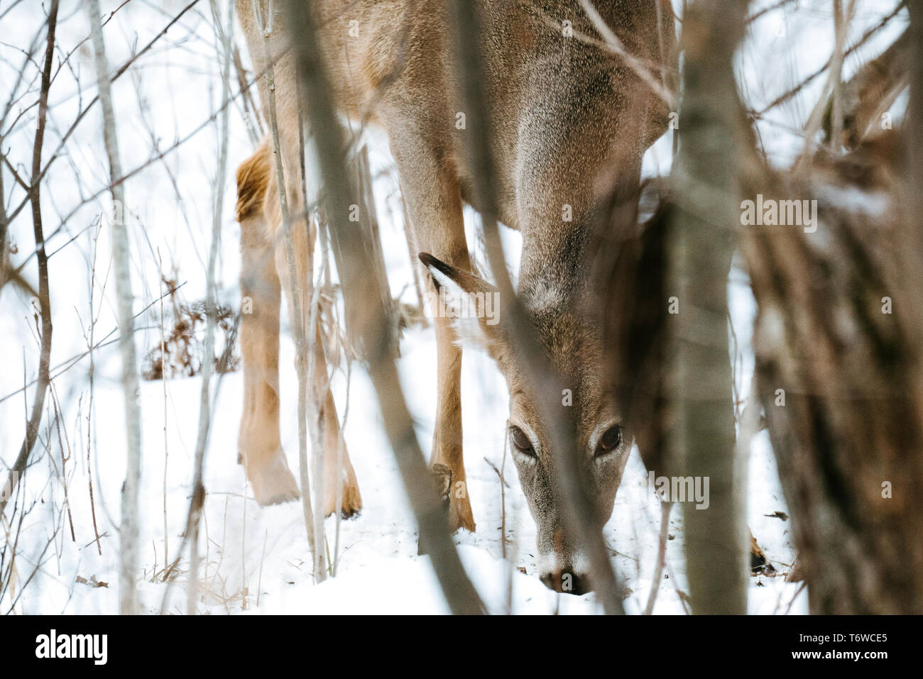 Camera straight view hi-res stock photography and images - Alamy