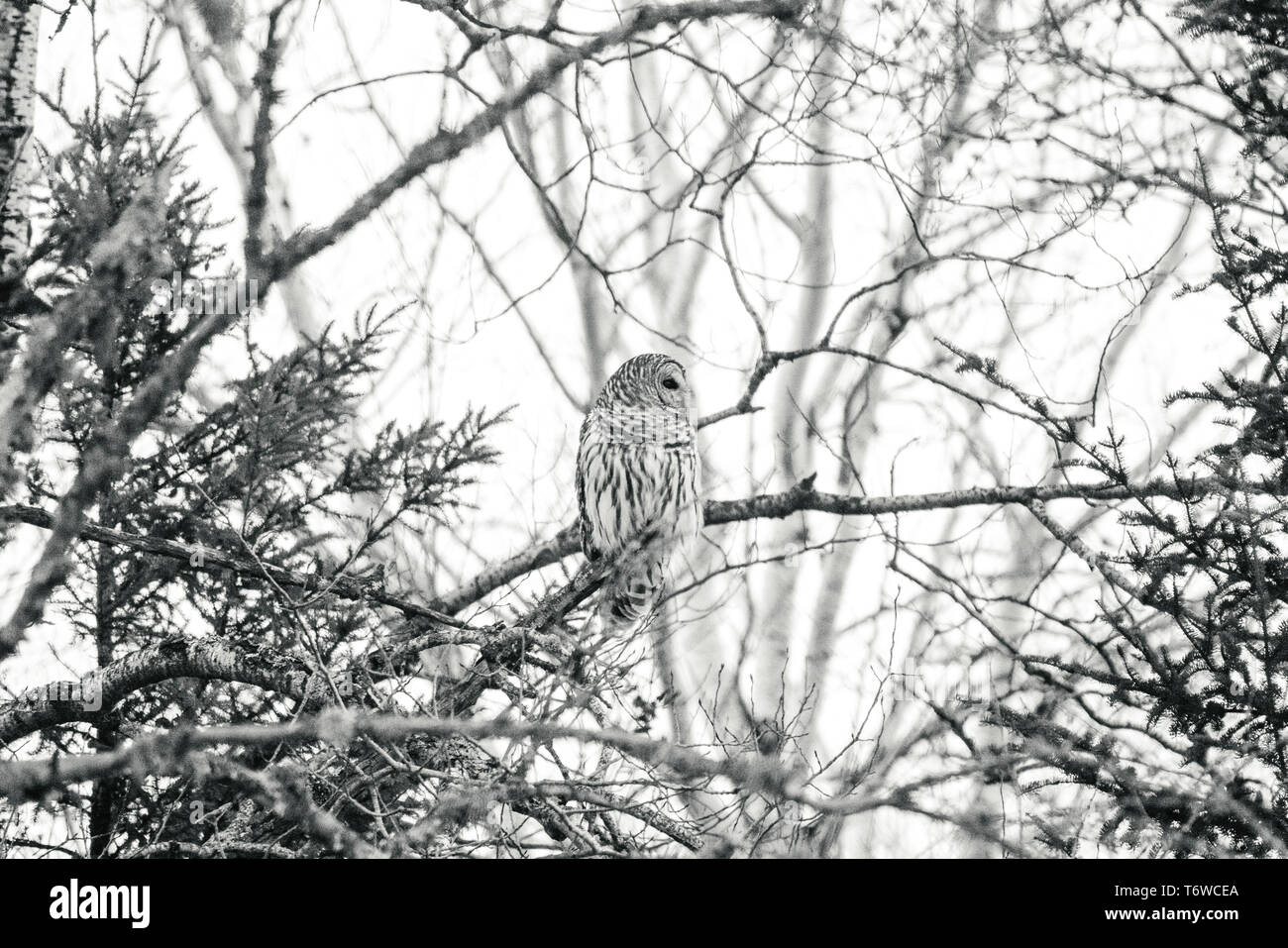 Side view of a Barred Owl sitting on a birch tree branch Stock Photo ...