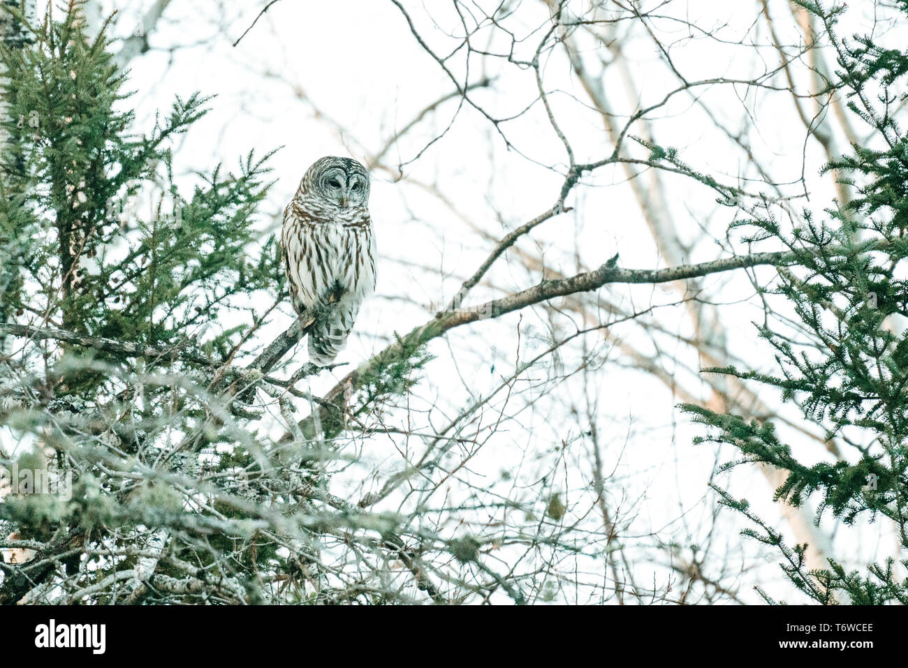 Side view of a Barred Owl looking down from a tree branch Stock Photo ...