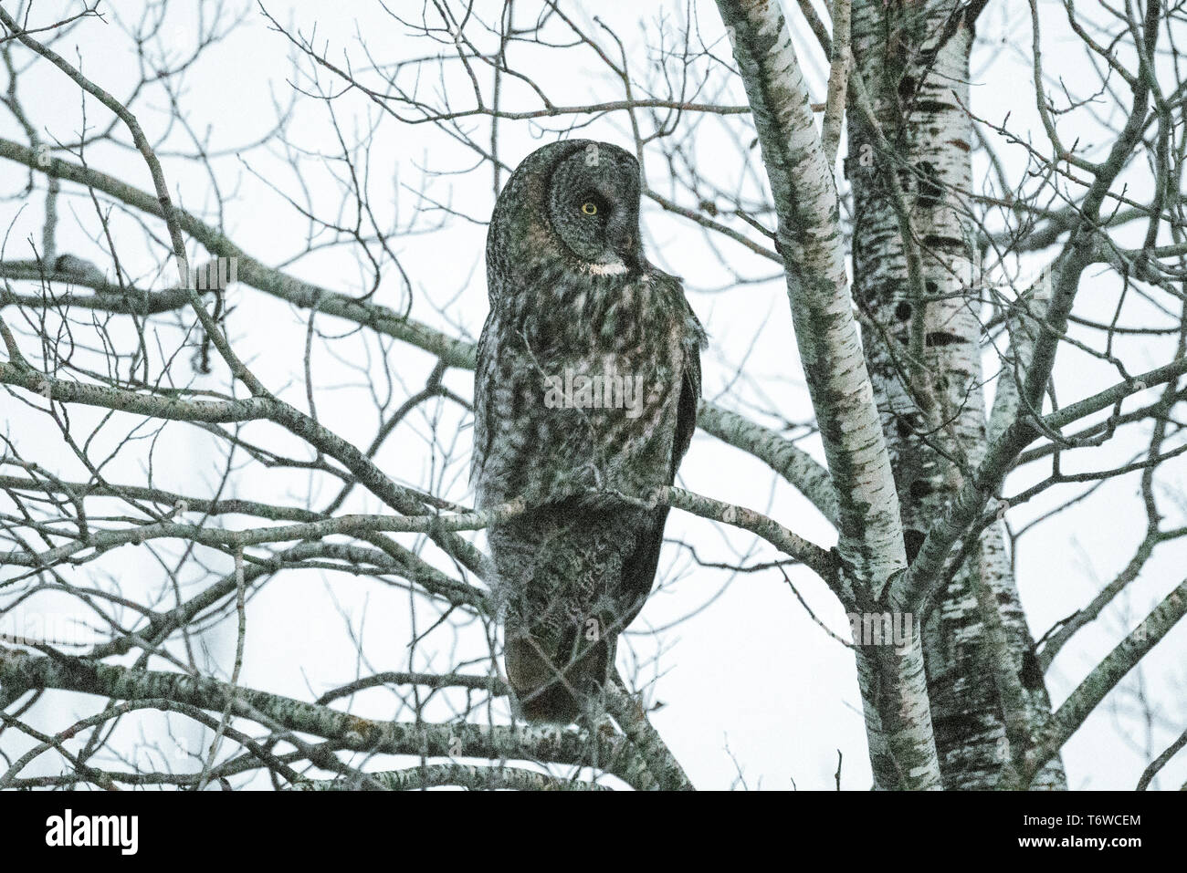 Side view of a Great Gray Owl sitting on a birch tree branch Stock ...