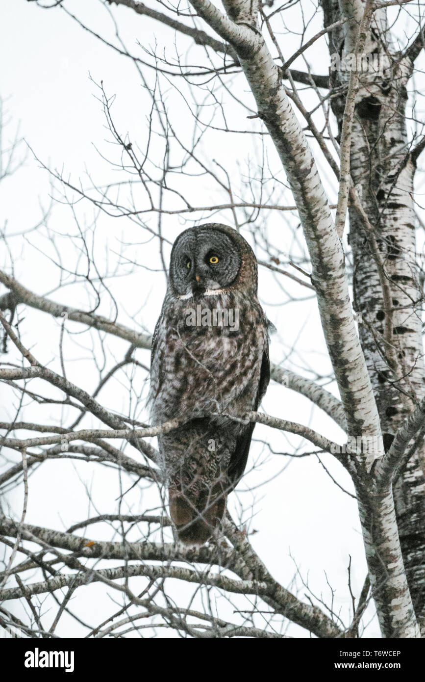 View from below a Great Gray Owl sitting in a birch tree Stock Photo ...