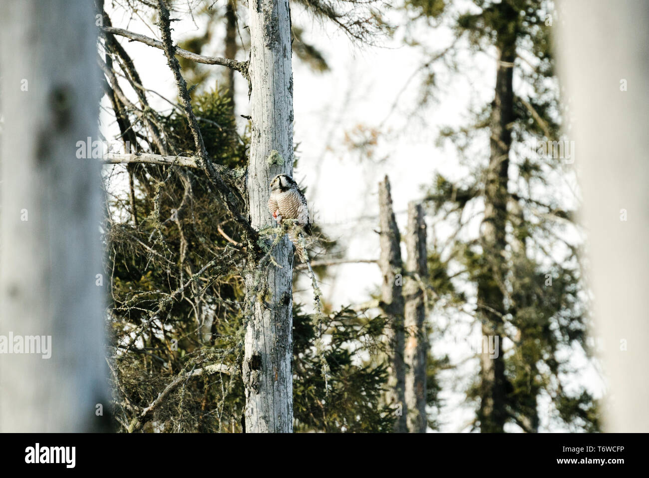 Side view through the forest of a Northern Hawk Owl on a branch Stock ...