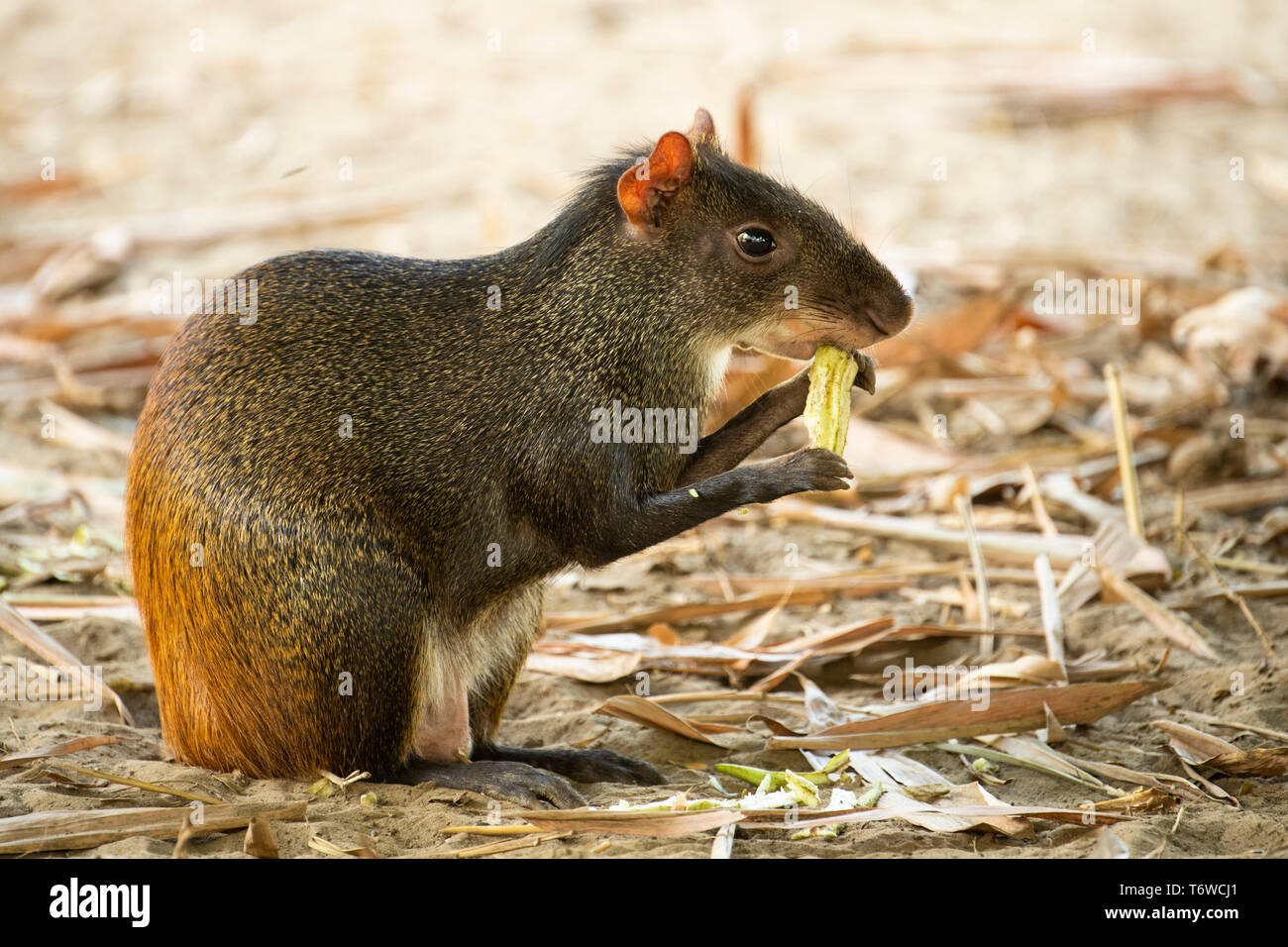 Animal suriname hi-res stock photography and images - Alamy