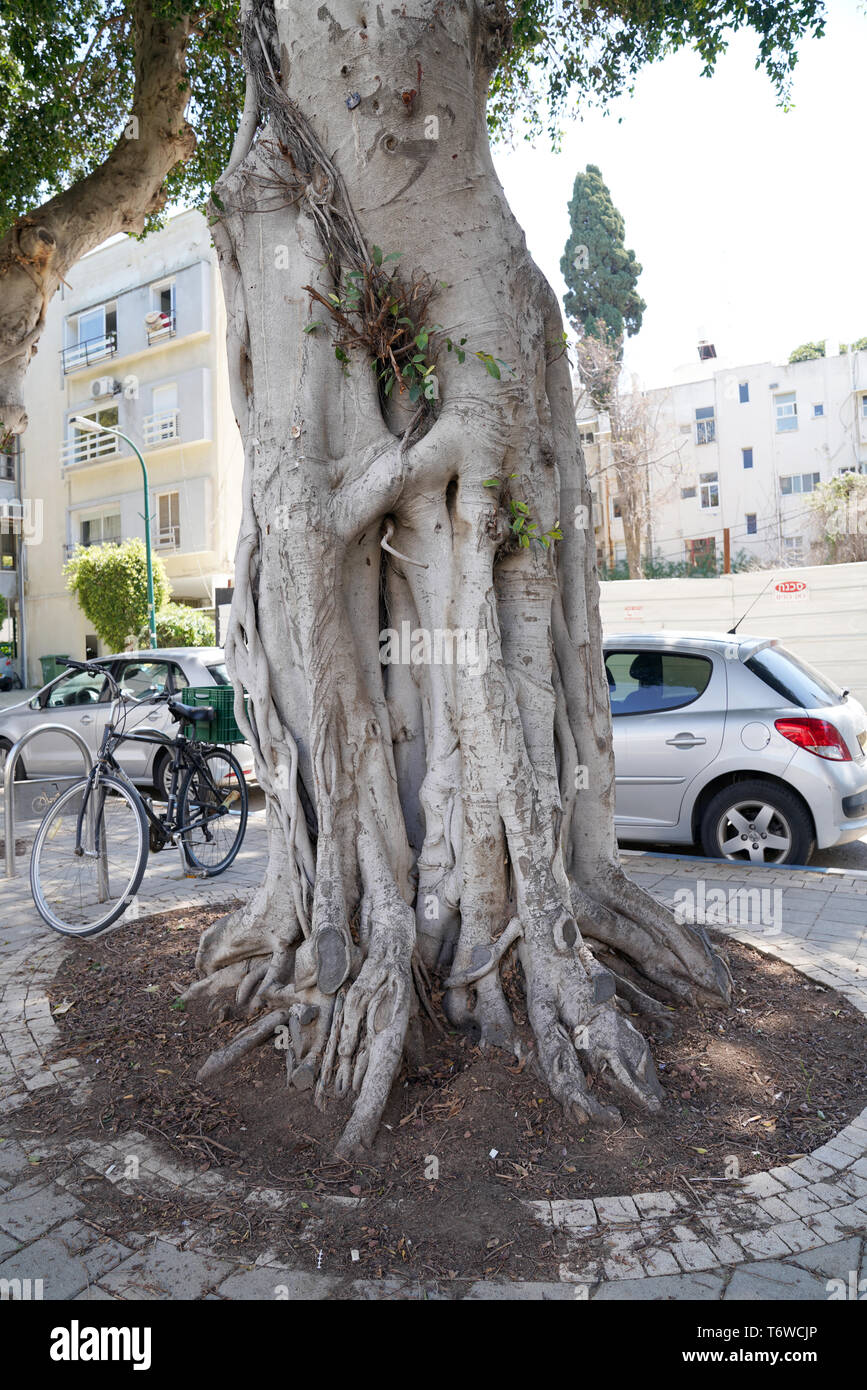 Ficus benjamina, commonly known as weeping fig, benjamin fig or ficus ...