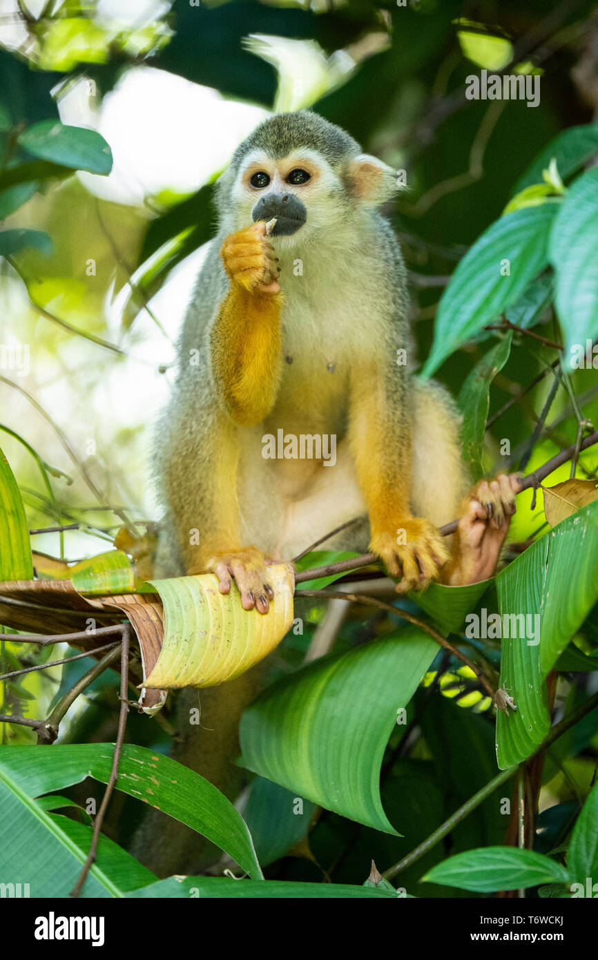 Squirrel monkey, Saimiri, Danpaati Island, Upper Suriname River ...