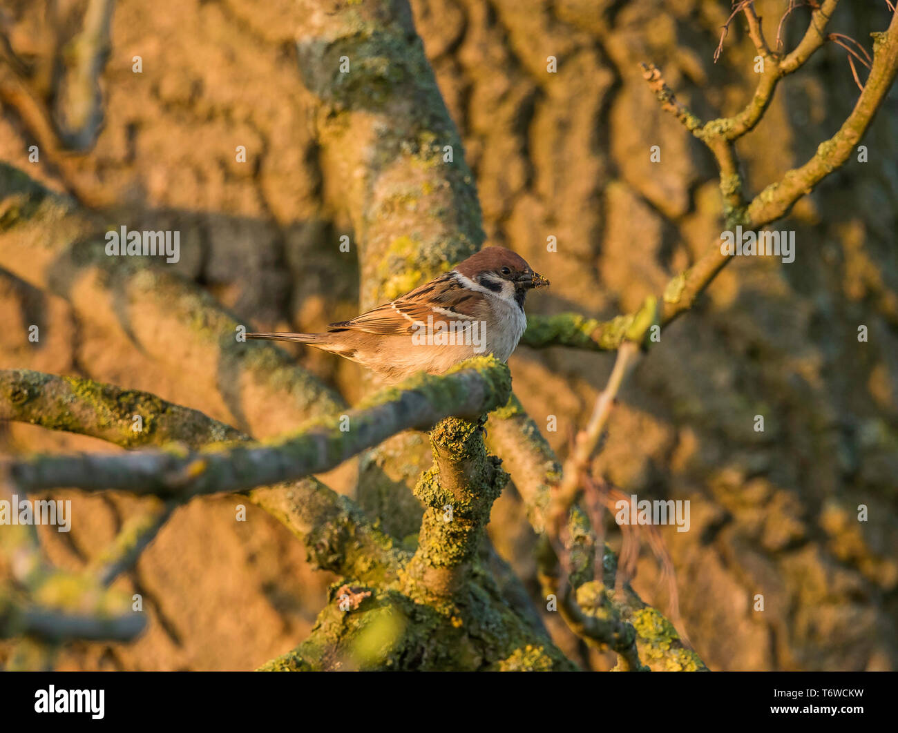Tree sparrows great britain hi-res stock photography and images - Alamy