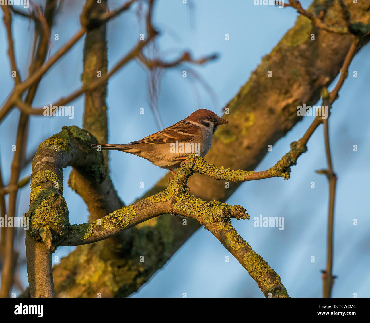 Tree sparrows great britain hi-res stock photography and images - Alamy
