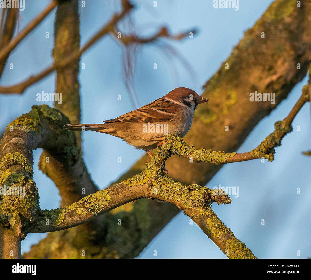 Tree Sparrow Stock Photo - Alamy