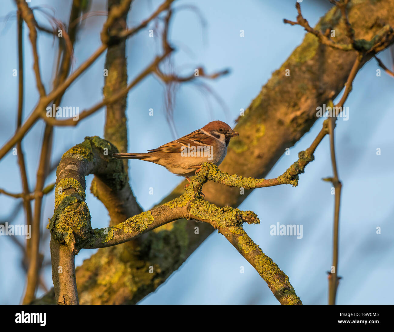 Tree sparrows great britain hi-res stock photography and images - Alamy