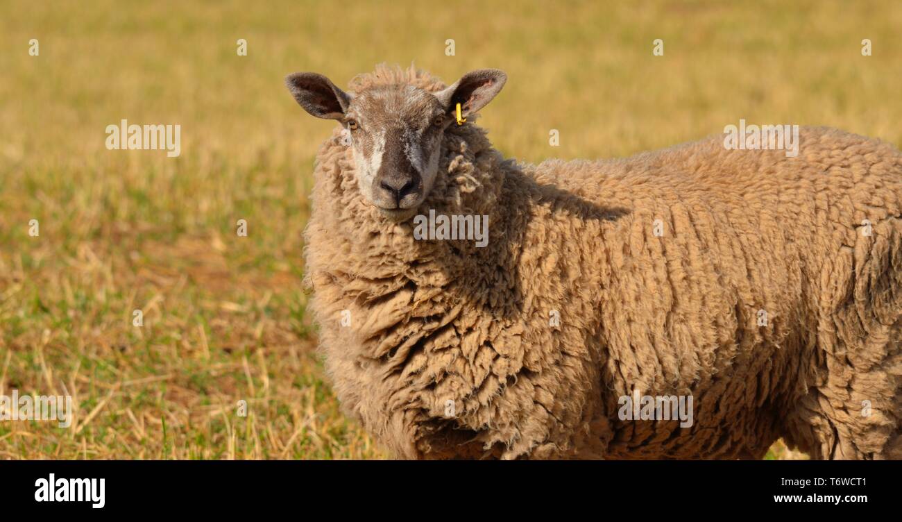 Woolly sheep in a field Stock Photo - Alamy
