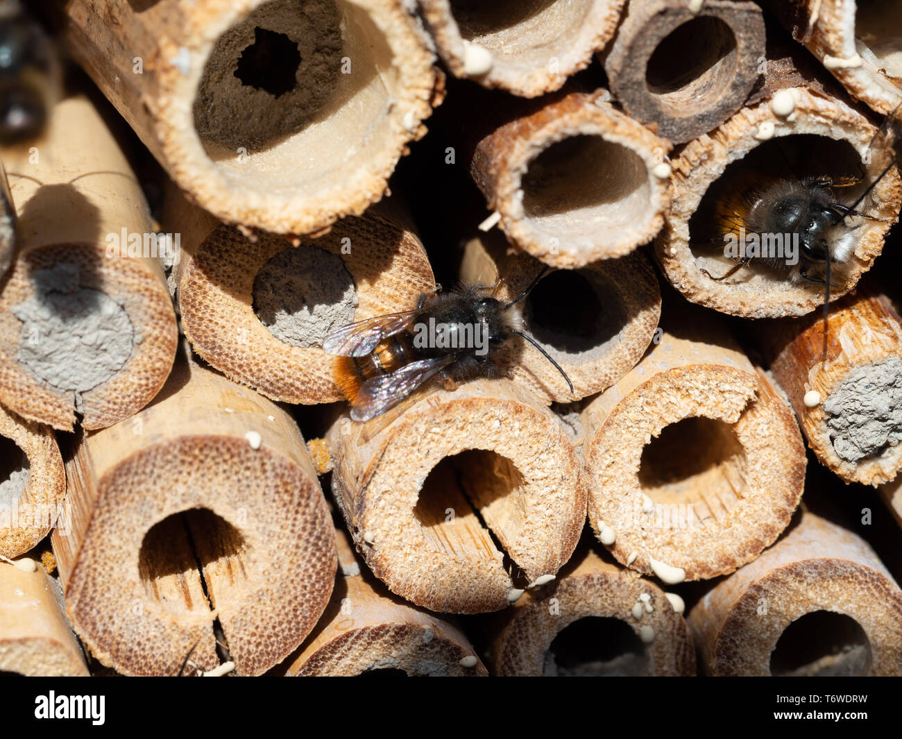 Mason bees at an insect hotel Stock Photo - Alamy
