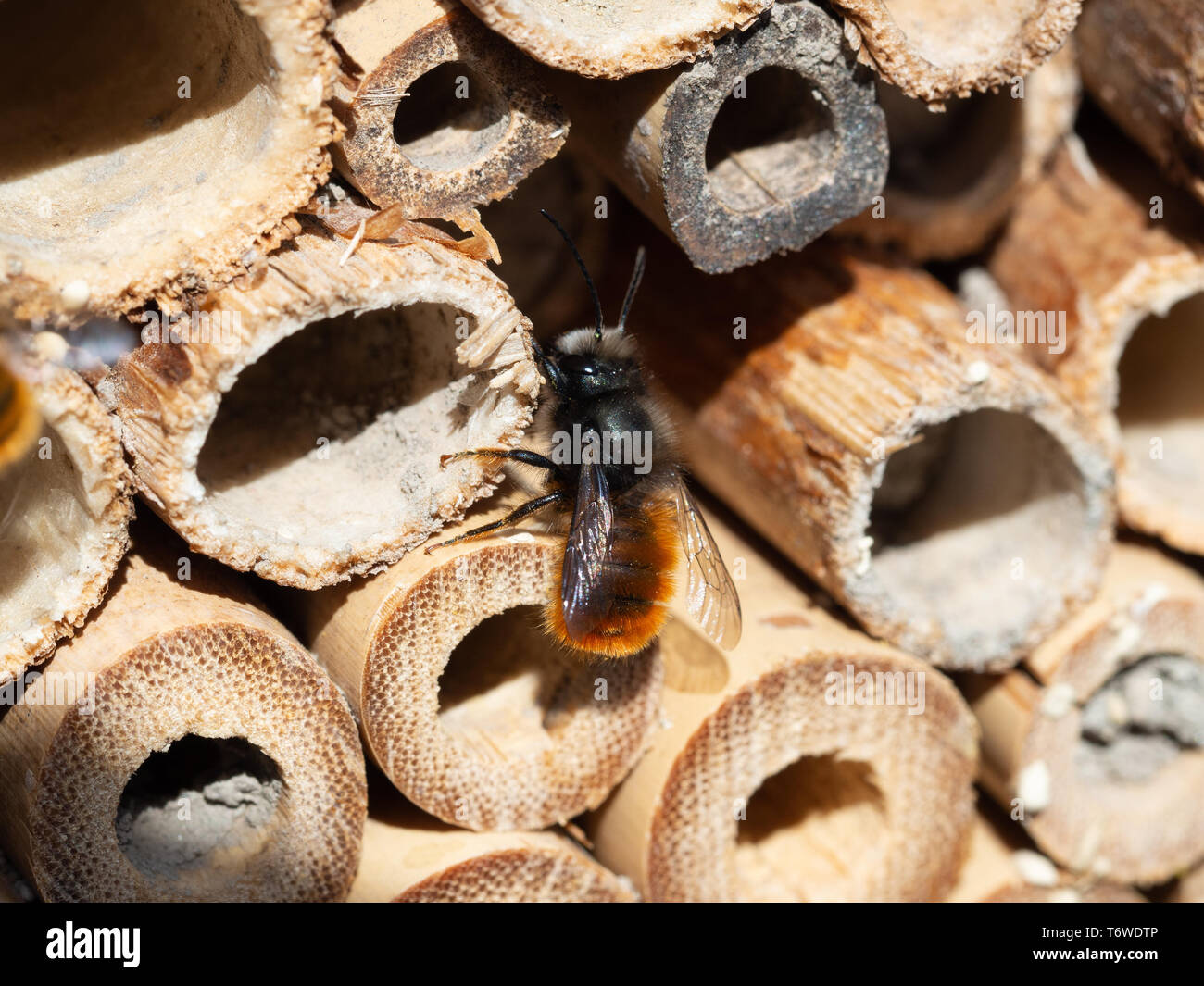 Mason bees at an insect hotel Stock Photo - Alamy
