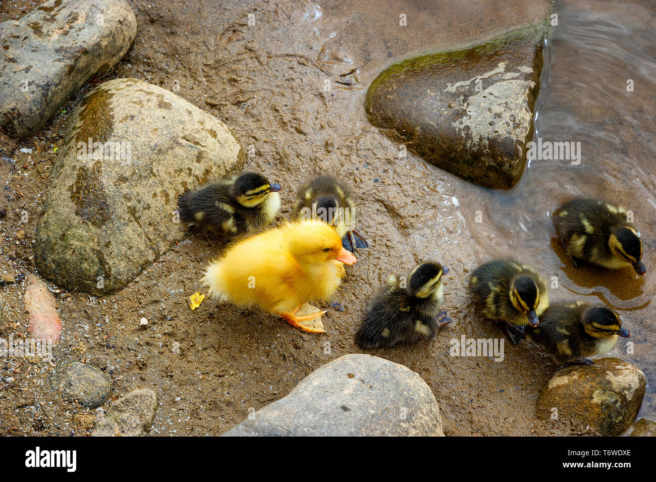 A large yellow duckling joins a brood of mallard ducklings along the ...