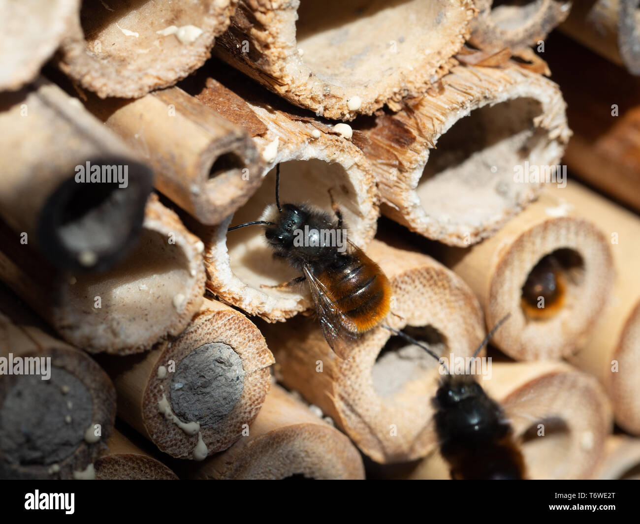 Mason bees at an insect hotel Stock Photo - Alamy