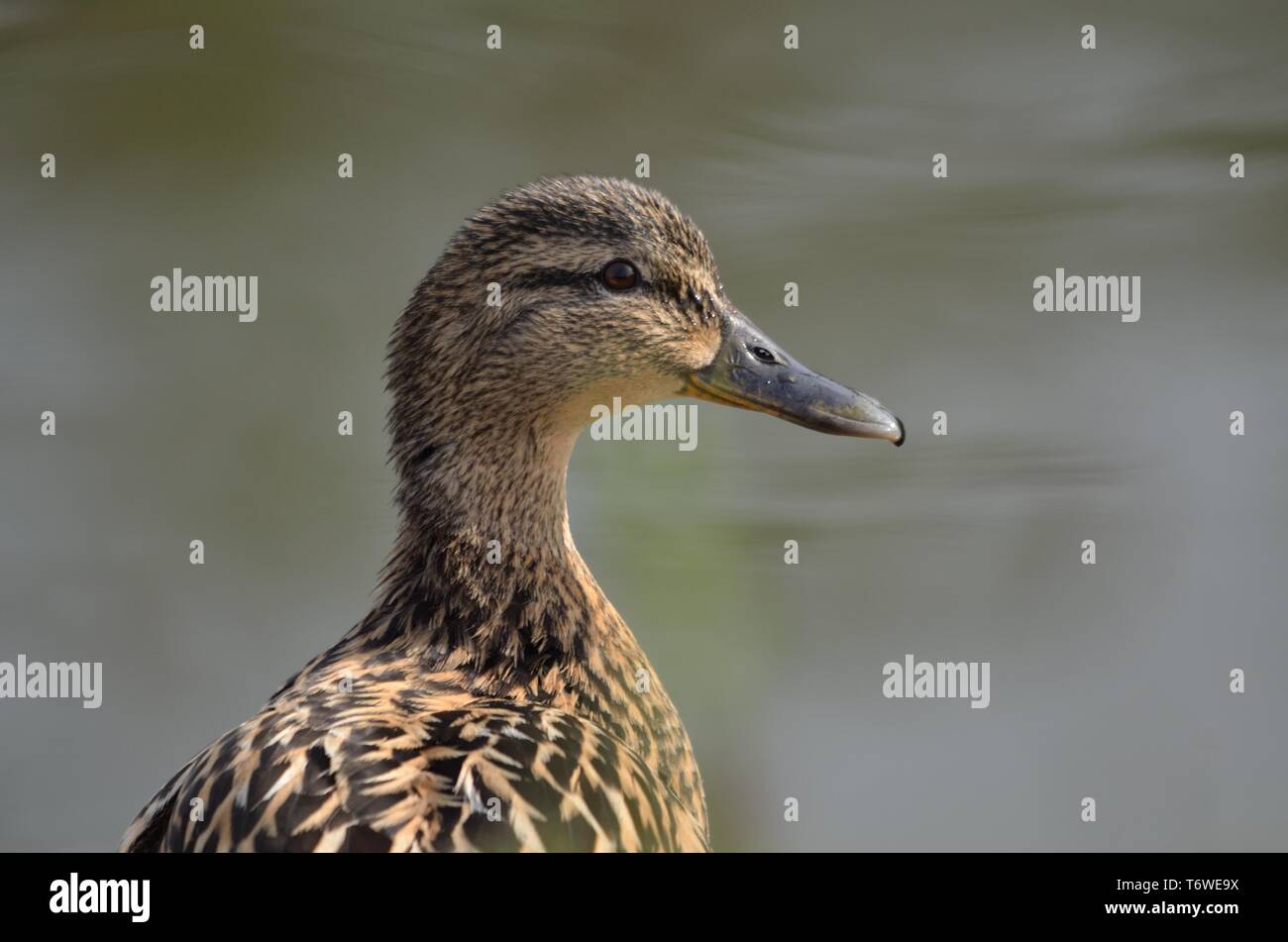 Female Mallard duck head shot Stock Photo - Alamy