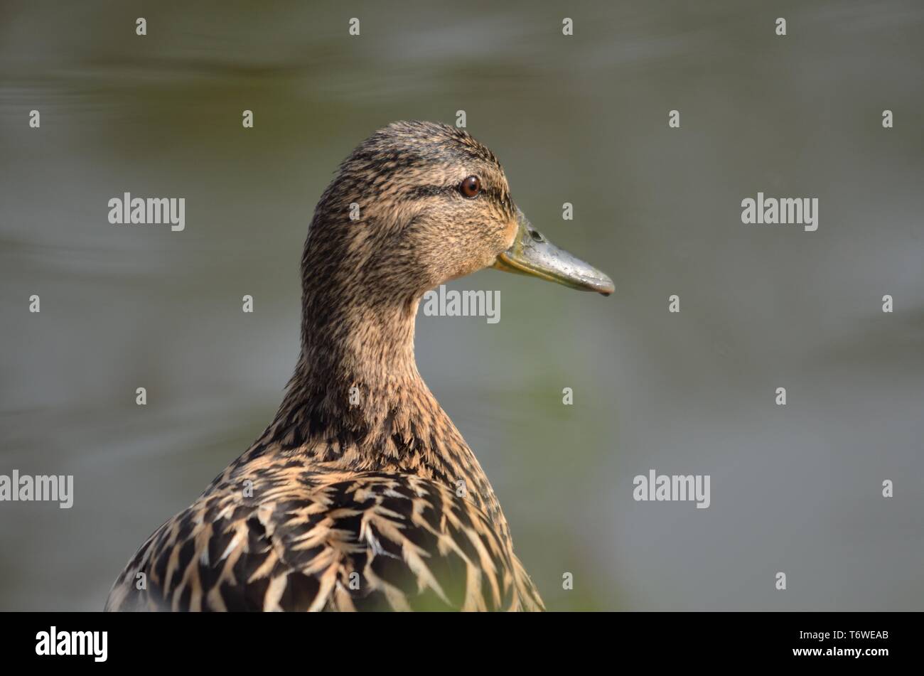 Female Mallard duck head shot Stock Photo - Alamy