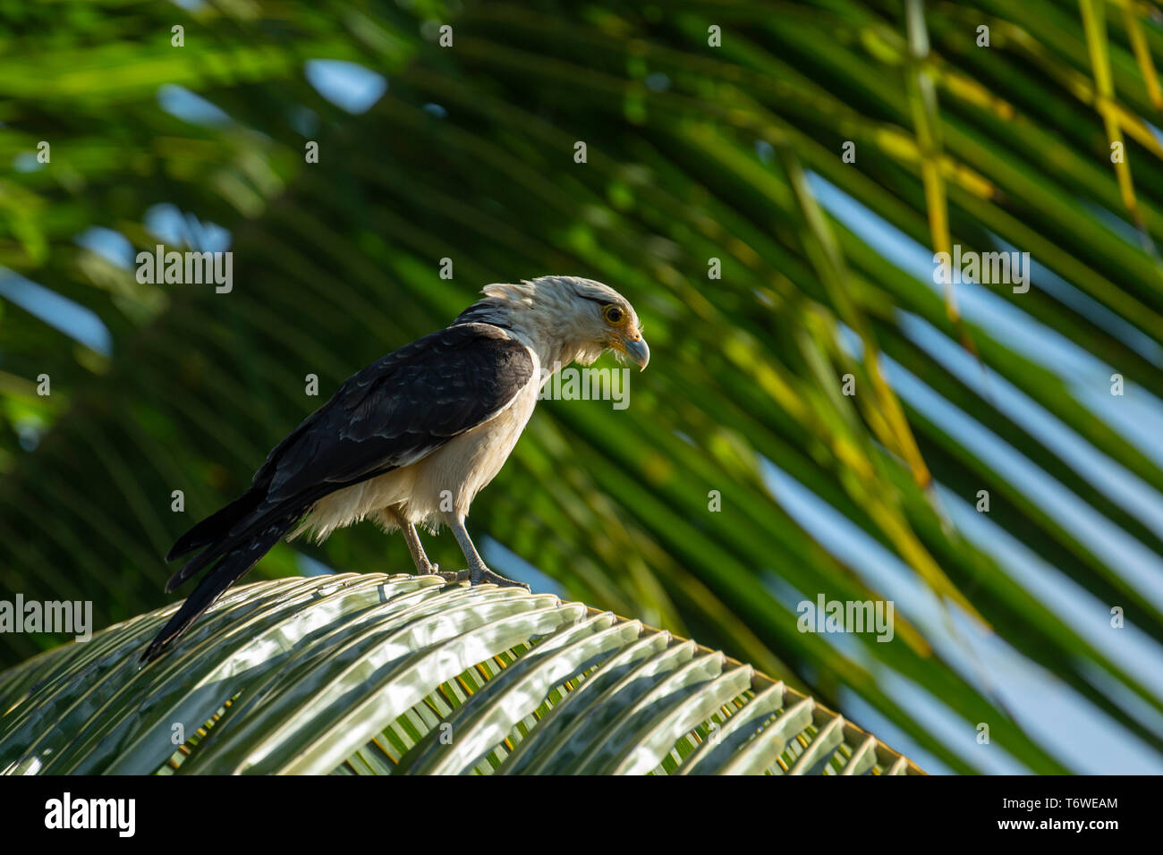 Grey-headed kite, Leptodon cayanensis, Plantage Frederiksdorp ...