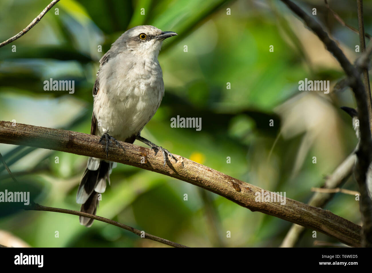 Tropical mockingbird, Mimus gilvus, Plantage Frederiksdorp, Commewijne ...