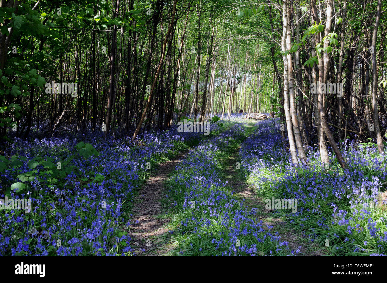 Sussex woodland hi-res stock photography and images - Alamy