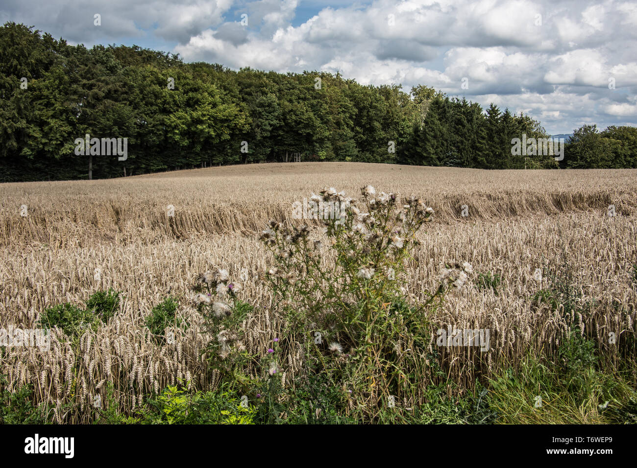 Harvesting cornfield hi-res stock photography and images - Alamy