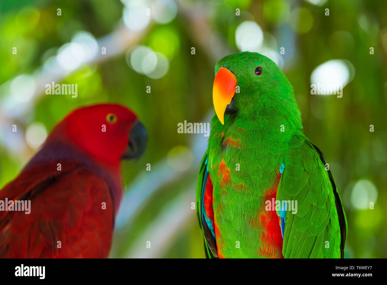Parrots in Bali Island Indonesia Stock Photo - Alamy