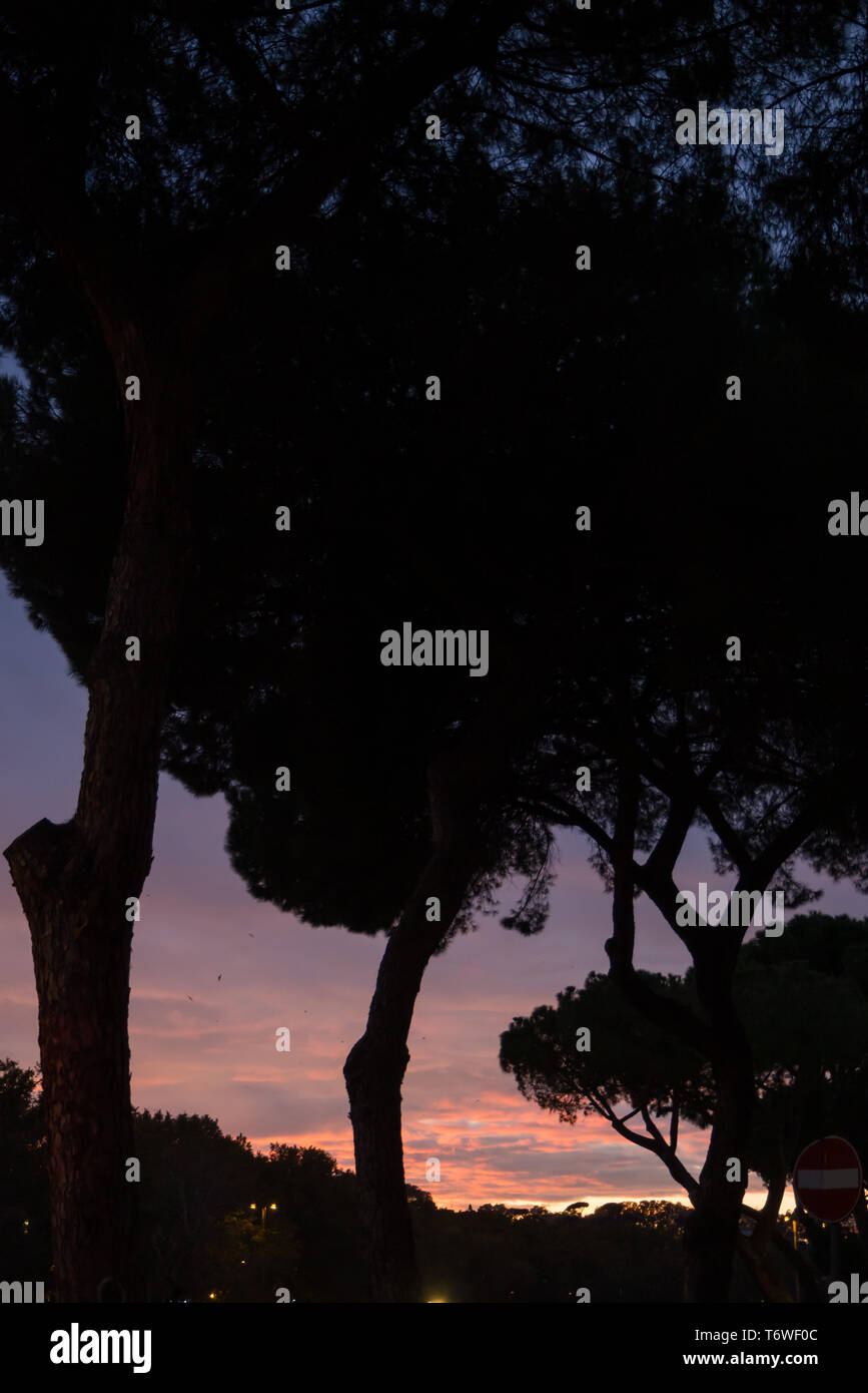 Silhouette of typical Tuscan trees at sunset in Rome Italy Stock Photo ...
