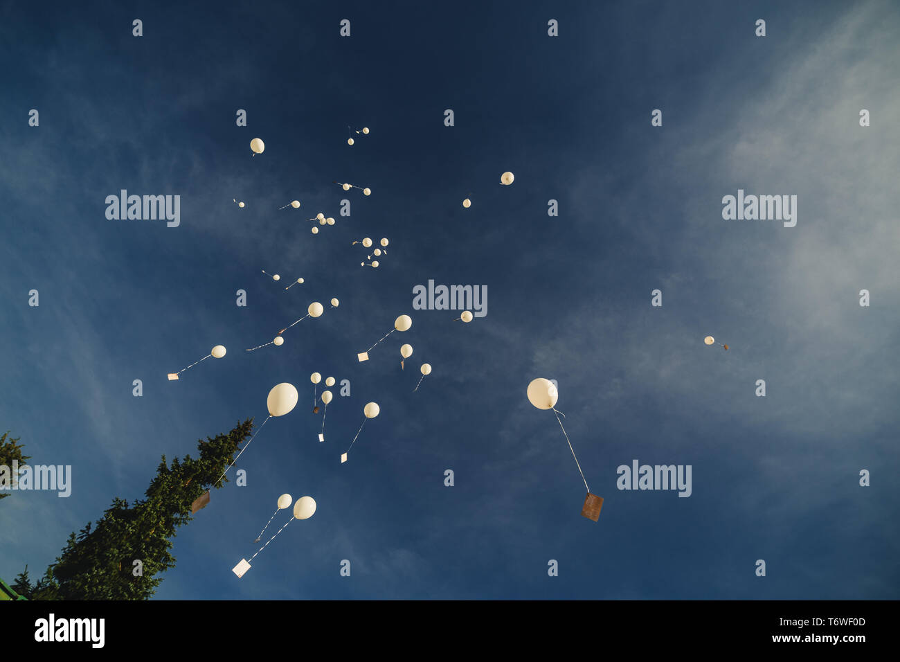 White balloons fly up into the blue sky. The release of festive ...
