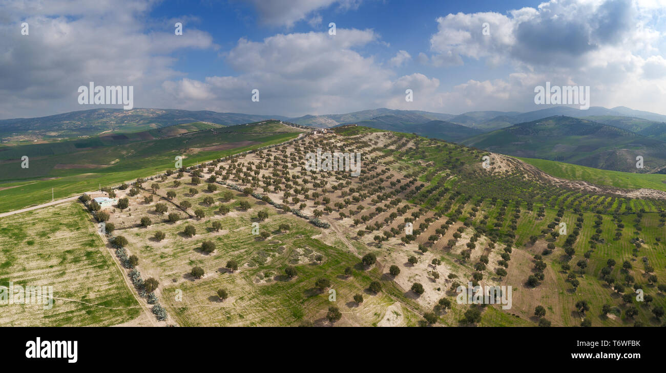 Plantations of olive trees on hills in Morocco Stock Photo - Alamy