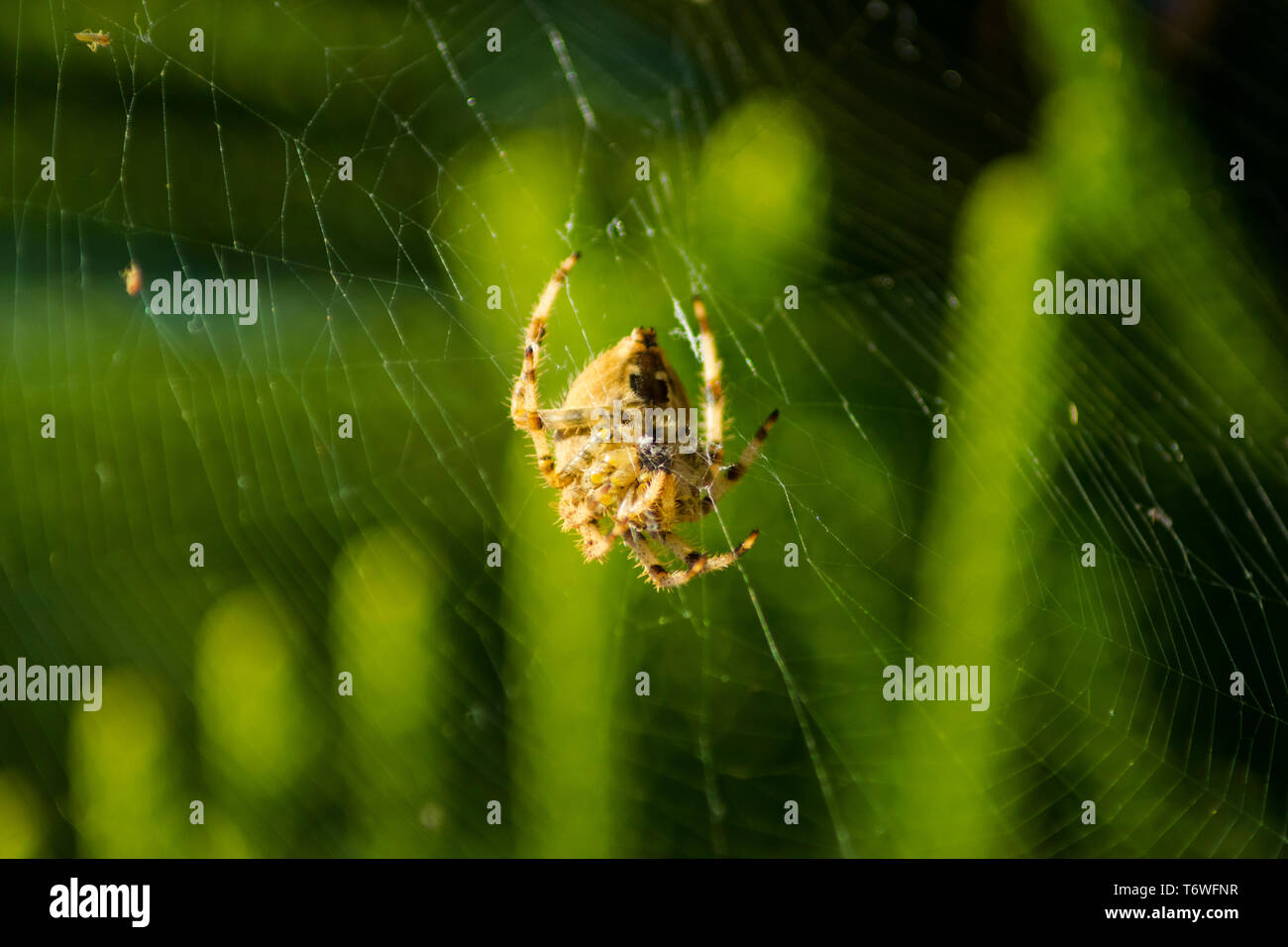 Araneus angulatus Spider on web Stock Photo - Alamy