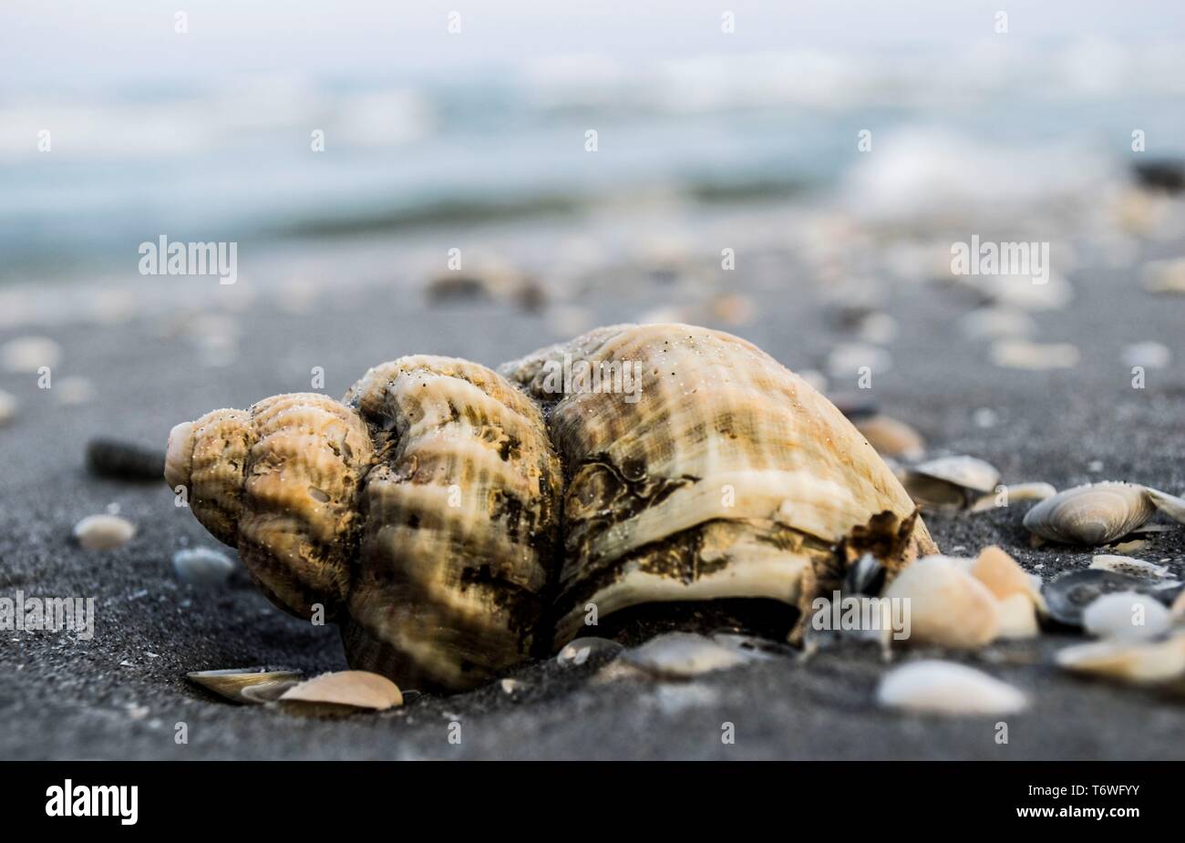 shells on beach Stock Photo - Alamy