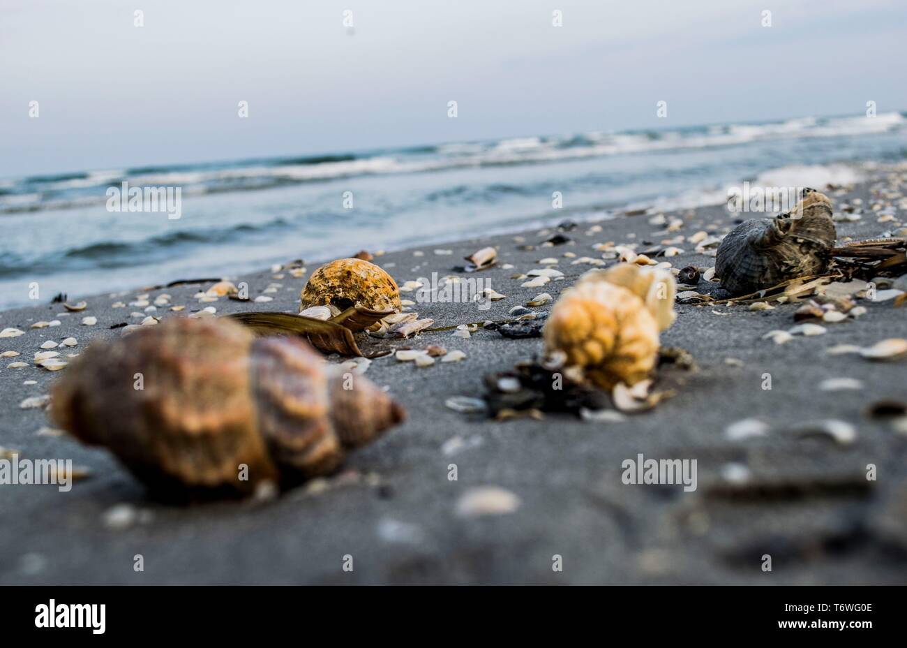 Sea shells on beach Stock Photo - Alamy