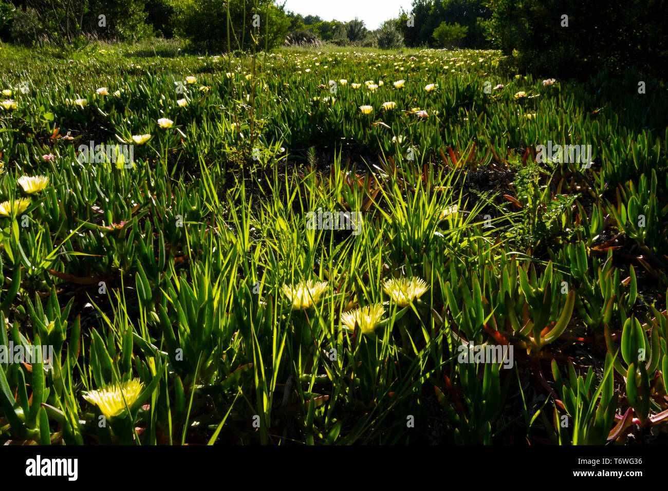 Fig Plant ( Carpobrutus edulis ) flowers in coastal forest Portugal ...