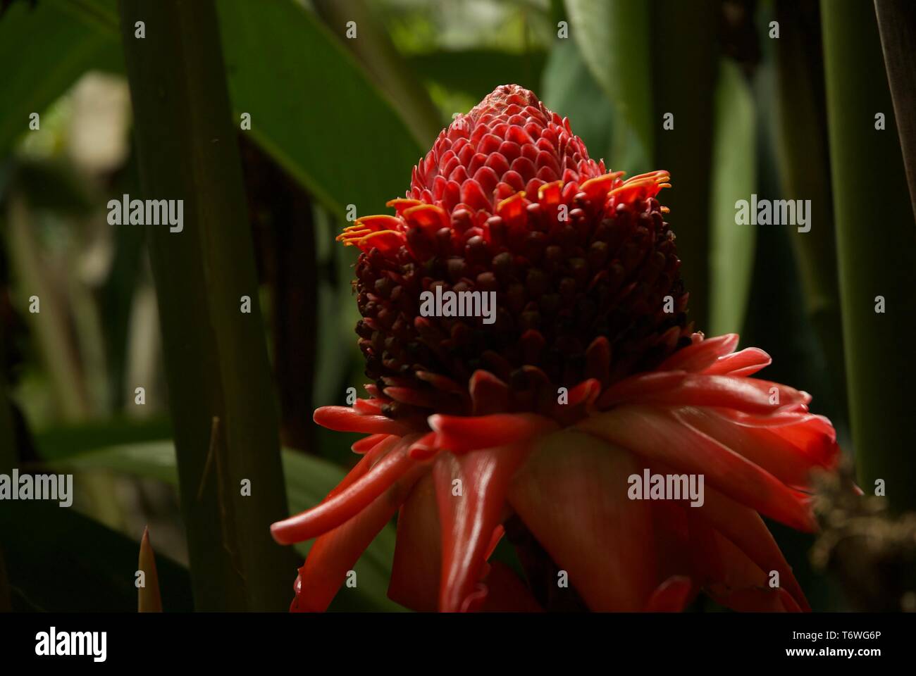 The fire torch ginger has an awesome blooming flower Stock Photo - Alamy