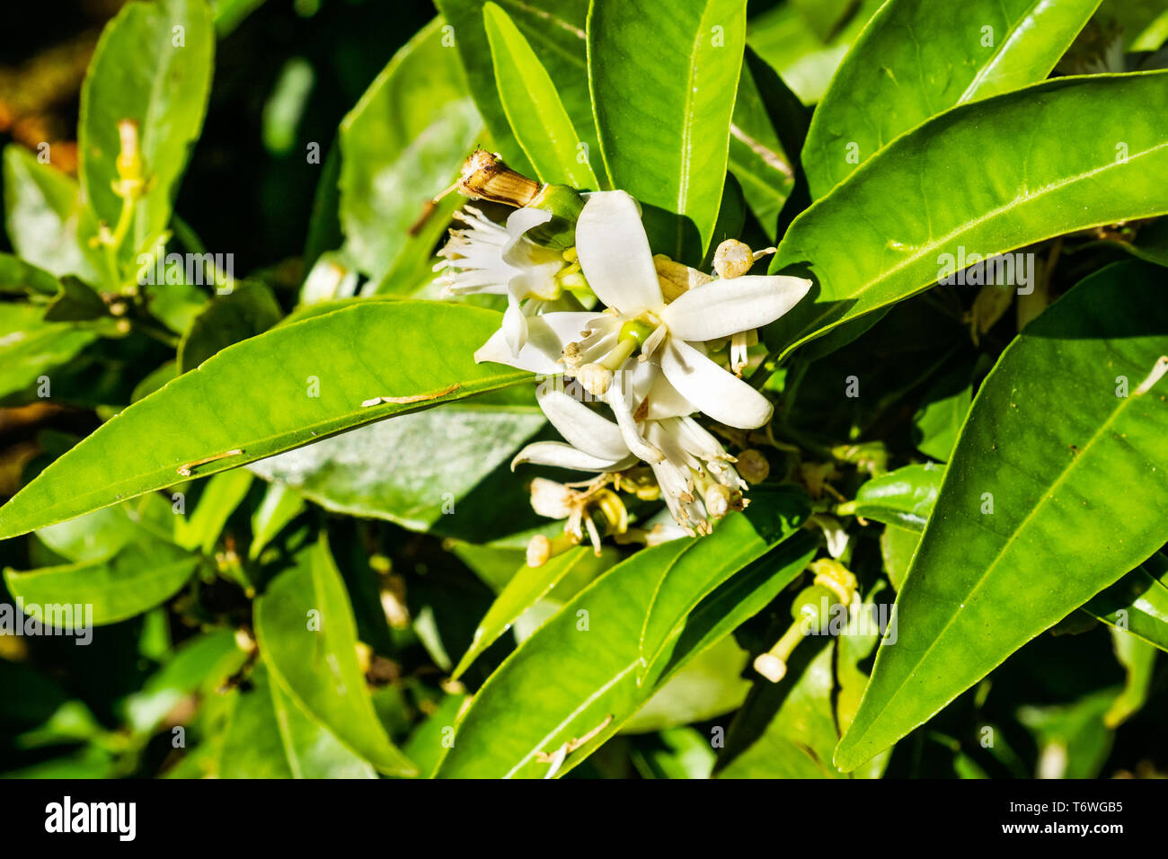 An orange tree and flowers hi-res stock photography and images - Alamy