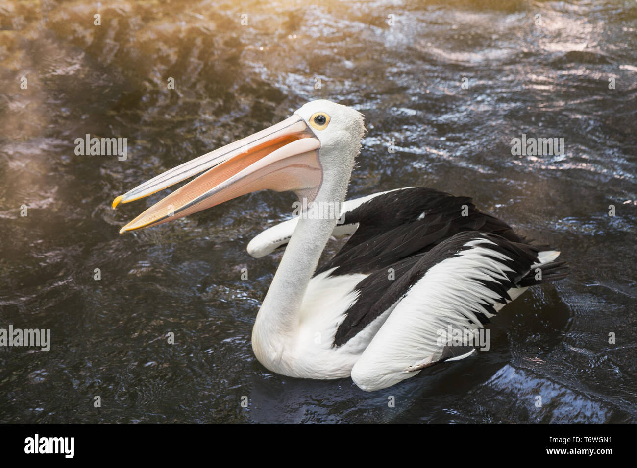 One australian pelican (Pelecanus conspicillatus) floating in the water ...