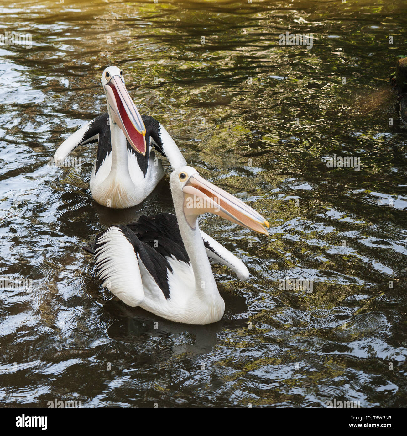 Australian pelican swim hi-res stock photography and images - Alamy