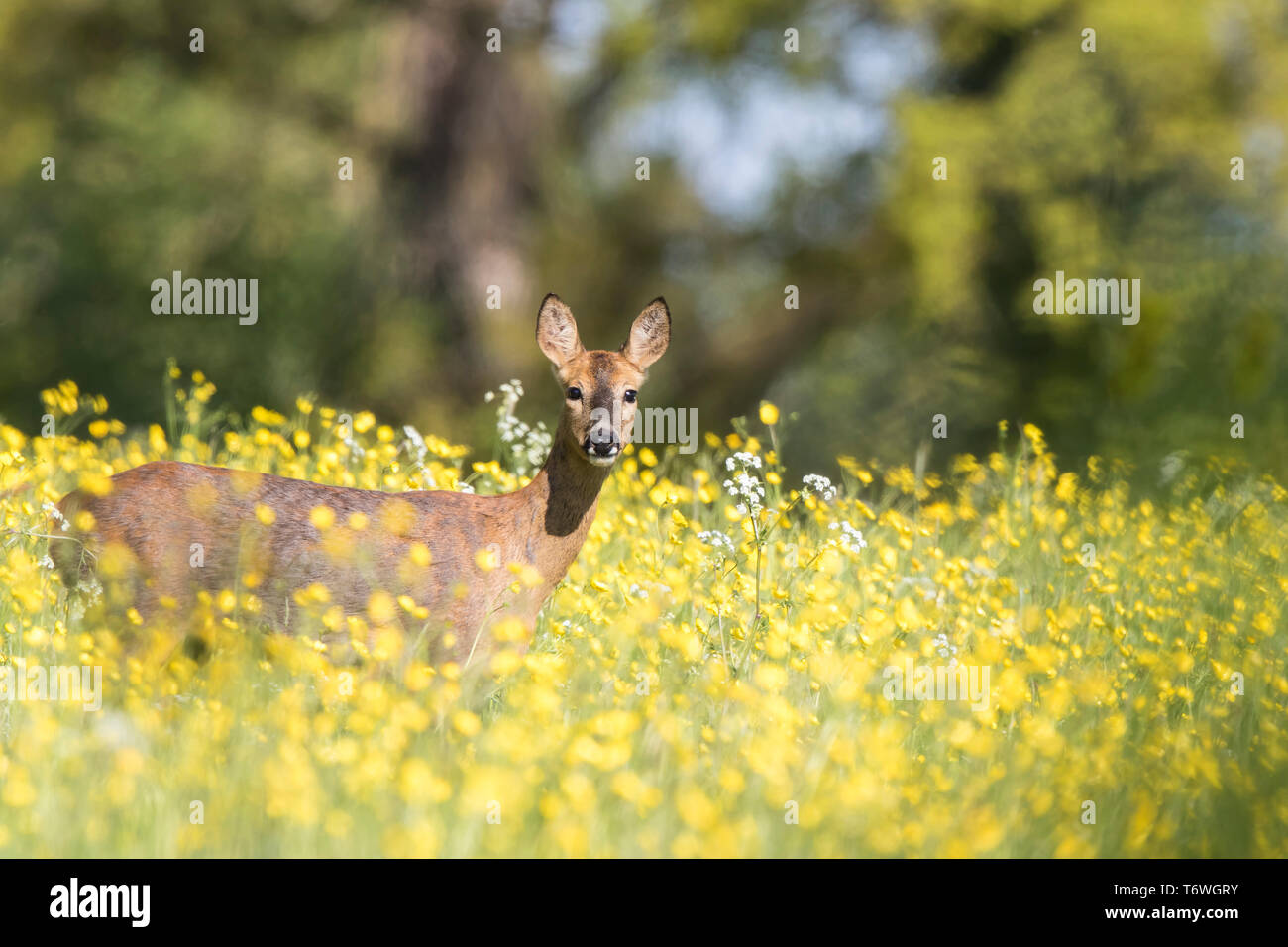 Roe deer uk hi-res stock photography and images - Alamy