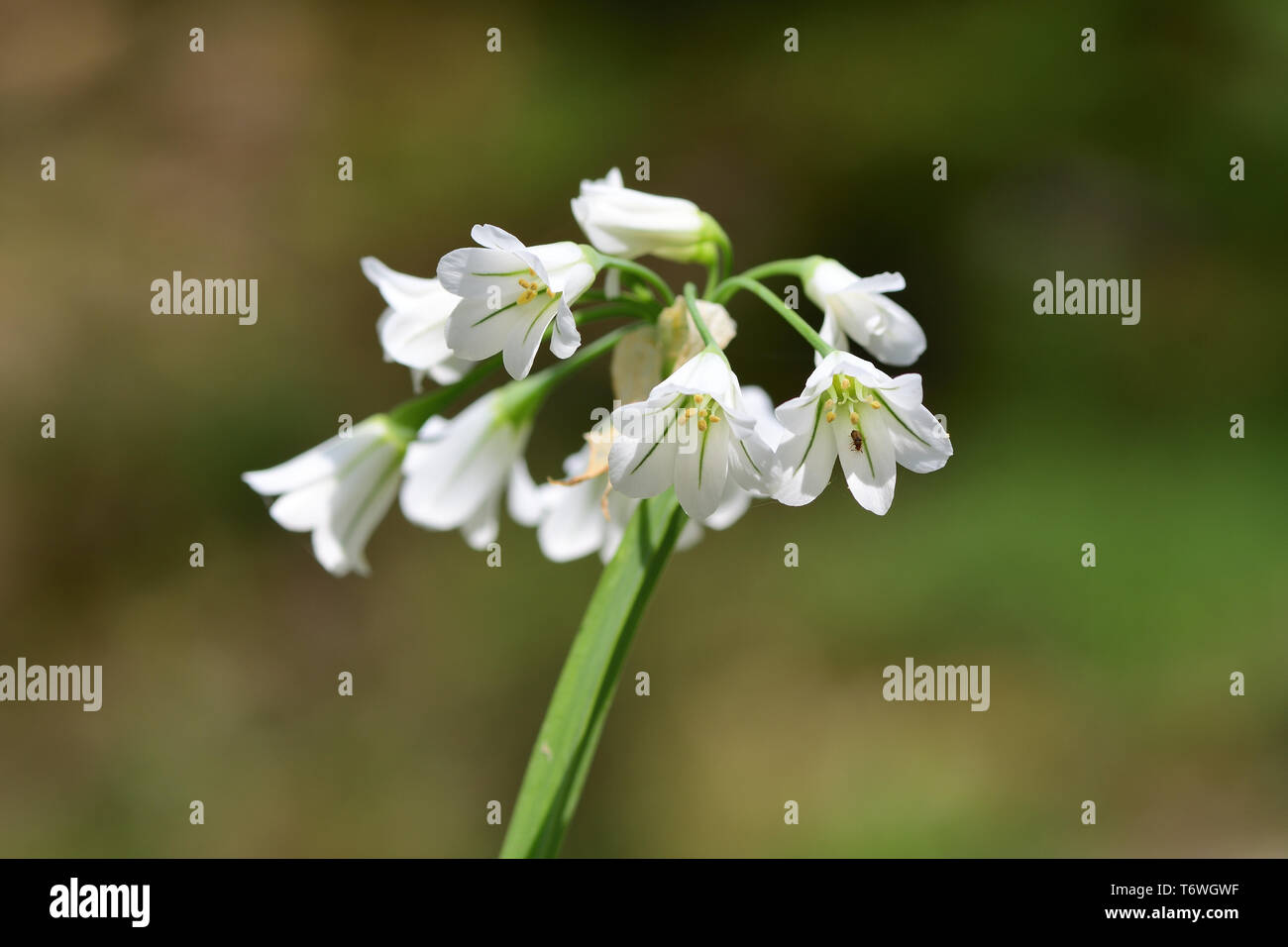 Three cornered garlic hi-res stock photography and images - Alamy