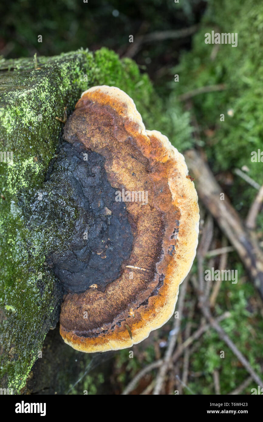 Tree mushroom on dead wood trunk Stock Photo - Alamy