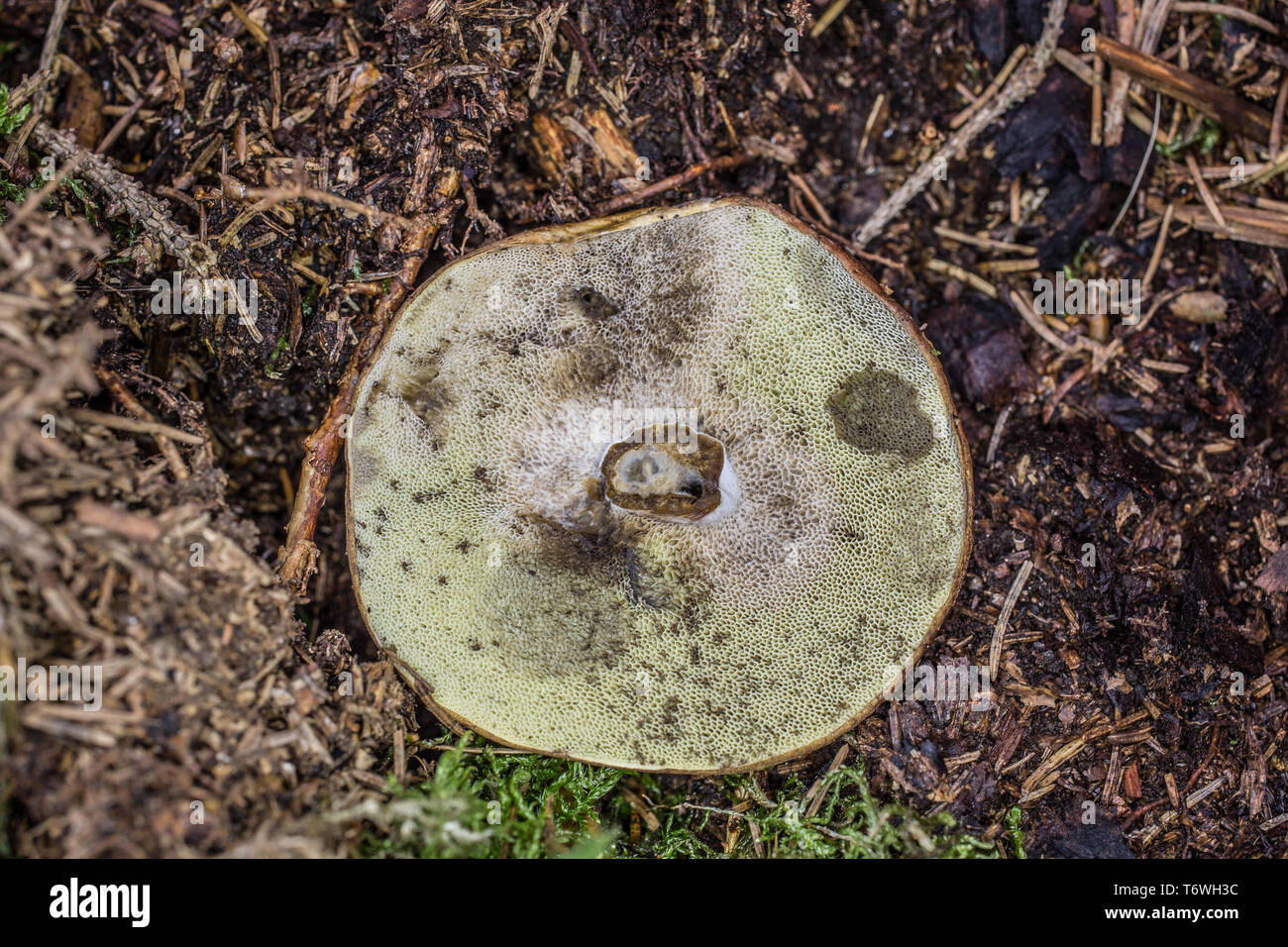 Mushroom cap of a tubular mushroom from below Stock Photo - Alamy