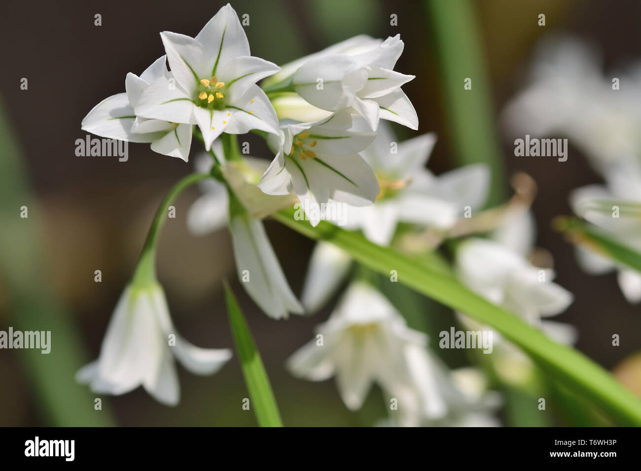 Season spring time wild garlic hi-res stock photography and images - Alamy