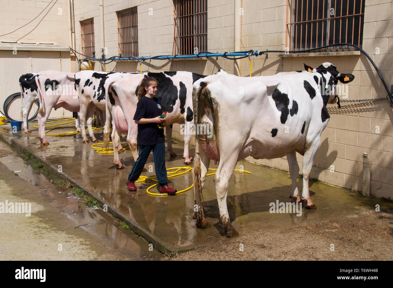 Girl milking cow hi-res stock photography and images - Alamy