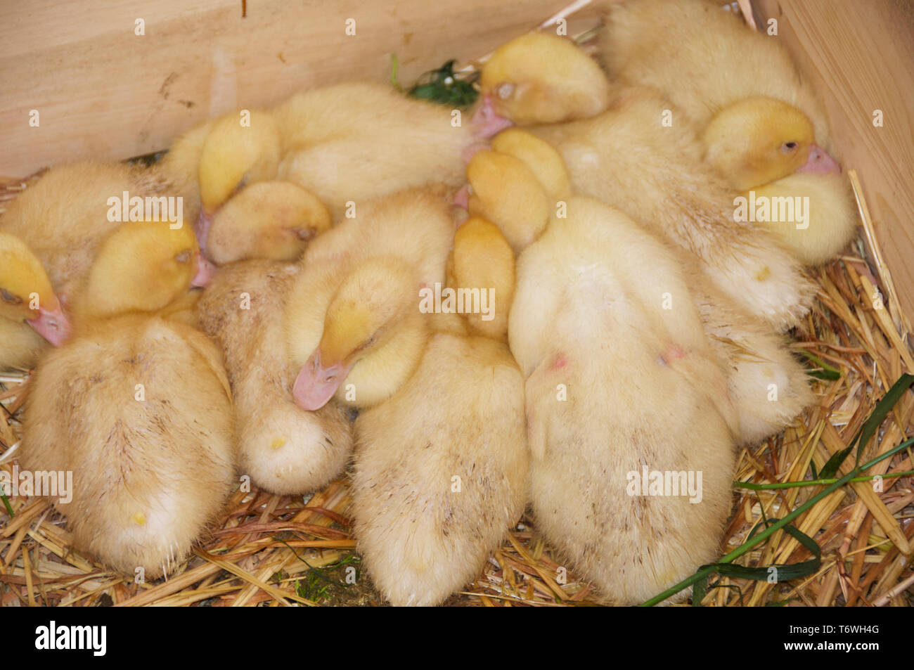 duck chicks in incubator Stock Photo - Alamy