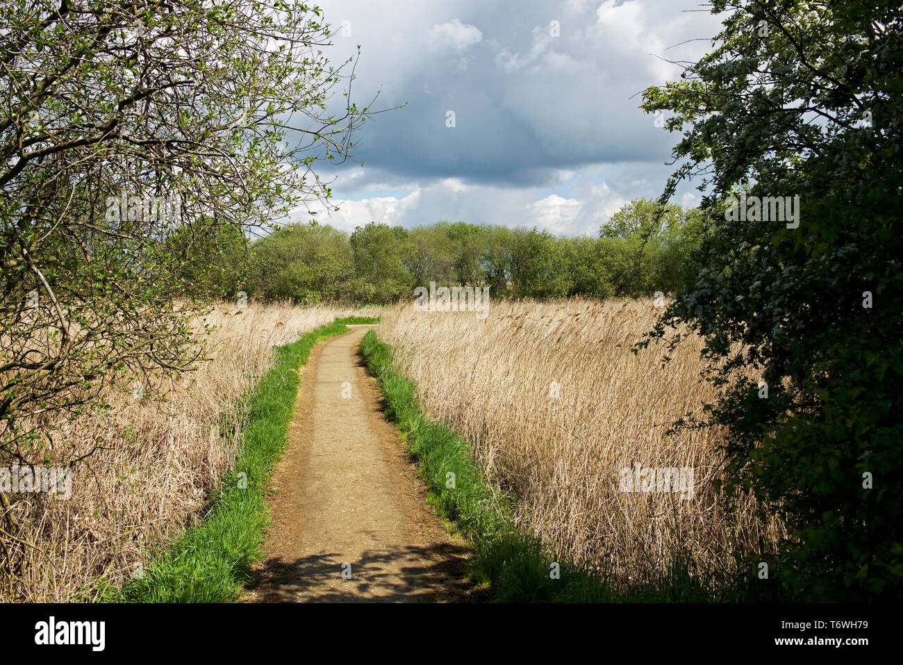 Blacktoft Sands, RSPB Nature Reserve, East Yorkshire, England UK Stock ...