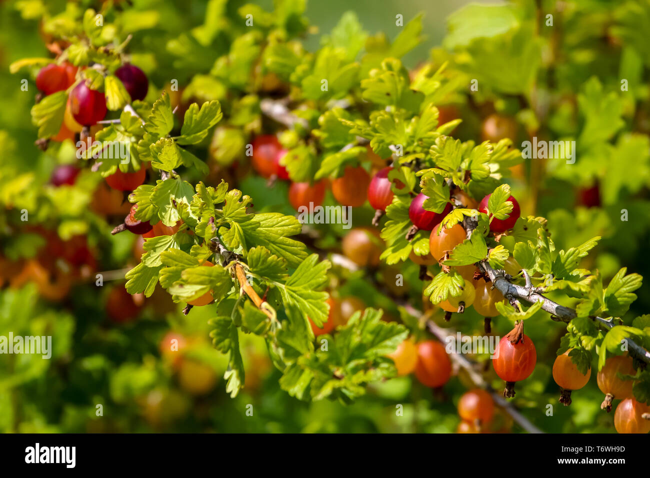 Gooseberries in green bush as background Stock Photo - Alamy