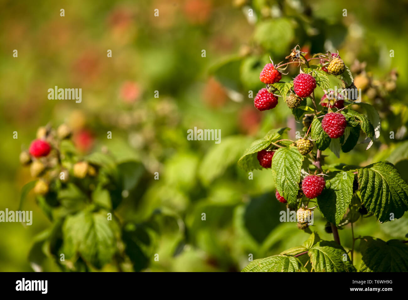 Red autumn raspberries in green bush Stock Photo - Alamy