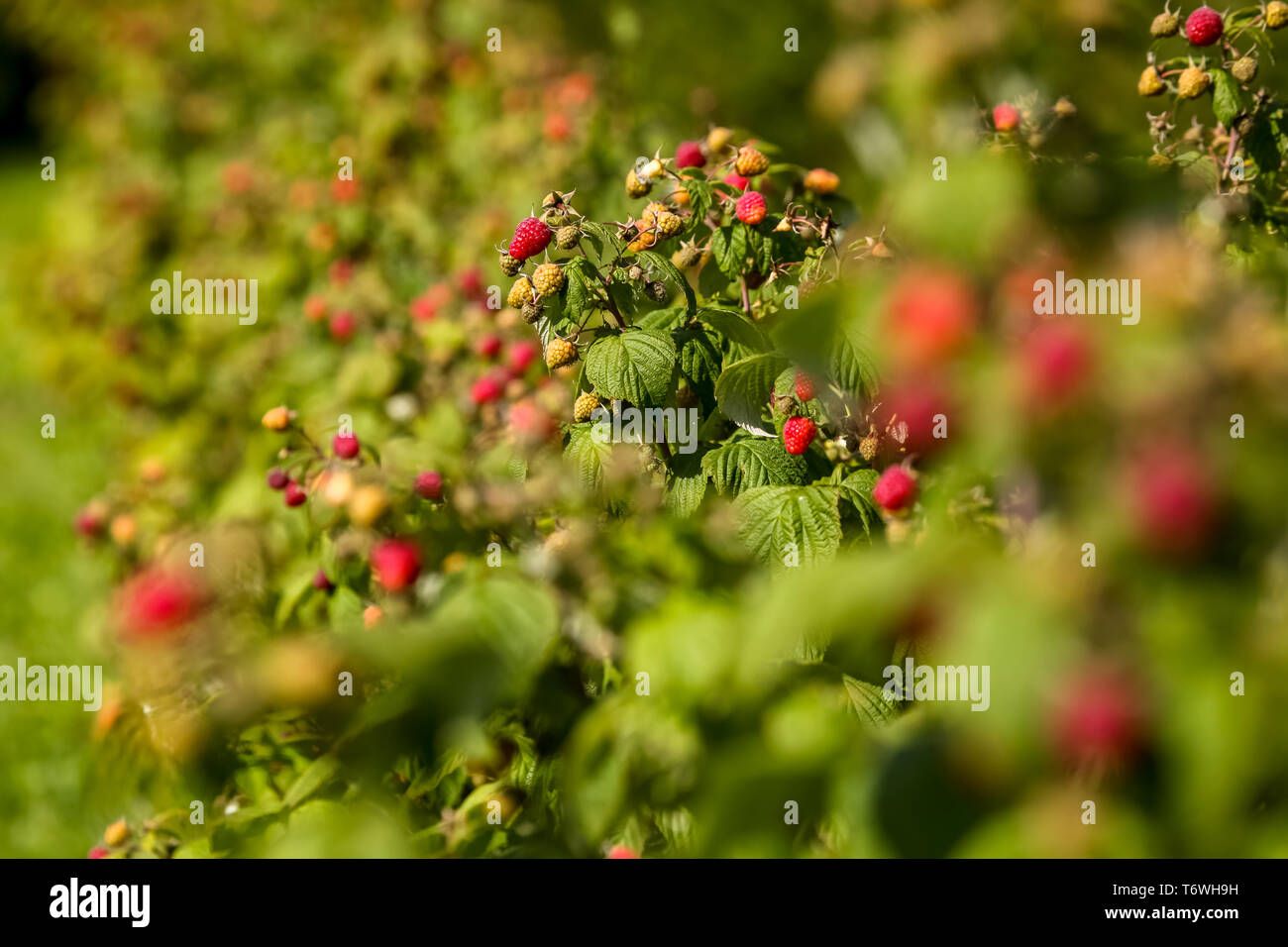 Green bush in fruits hi-res stock photography and images - Alamy
