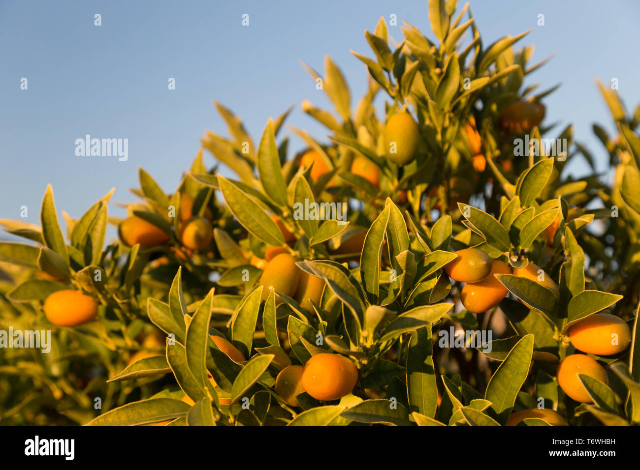 Kumquat tree hi-res stock photography and images - Alamy